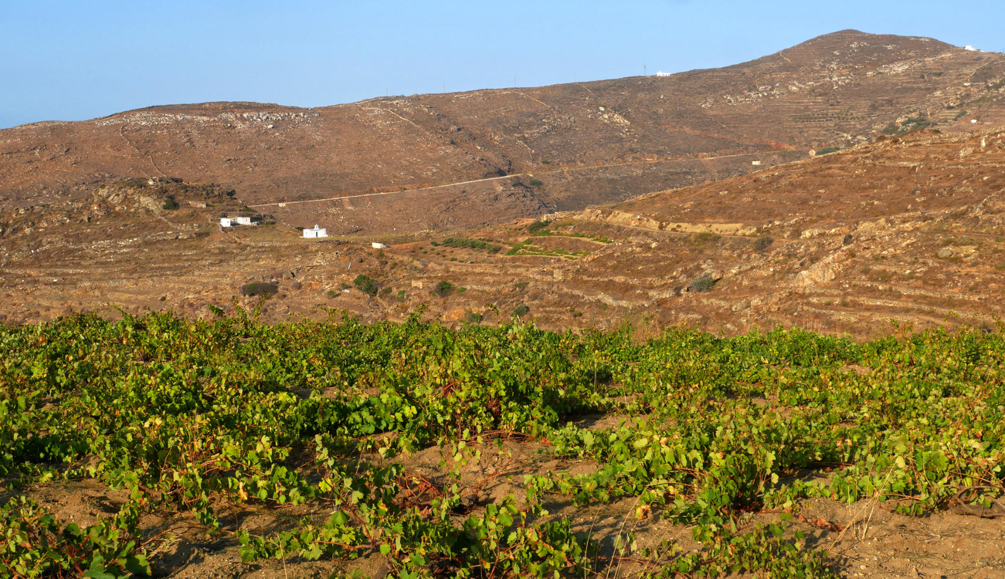 Αμπελουργία και Μεταλλευτική - Ecoserifos.gr